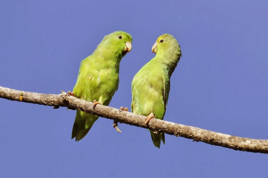 Tierra de papagayos, loros, cacatuas, pericos, cotorras y guacamayos ...