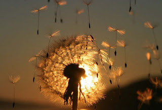 La diseminación de las semillas