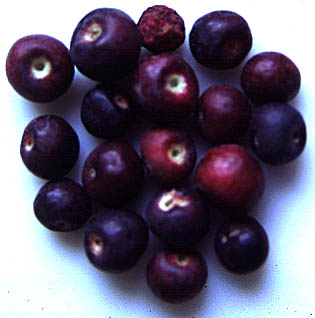 Falsa – Great Pakistan