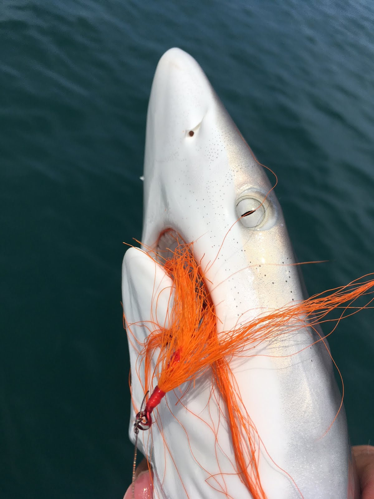 Jersey Cape Guide Service: More Sharks on the Fly