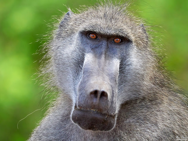 "Baboon Portrait" published in Photography Week Magazine