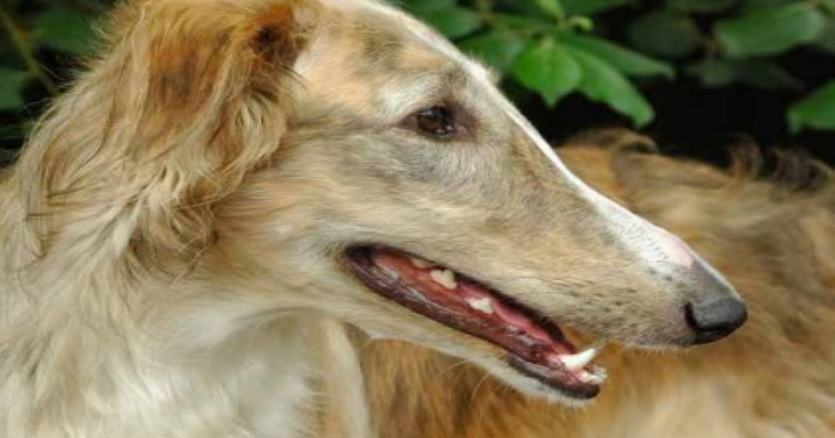 The Borzoi