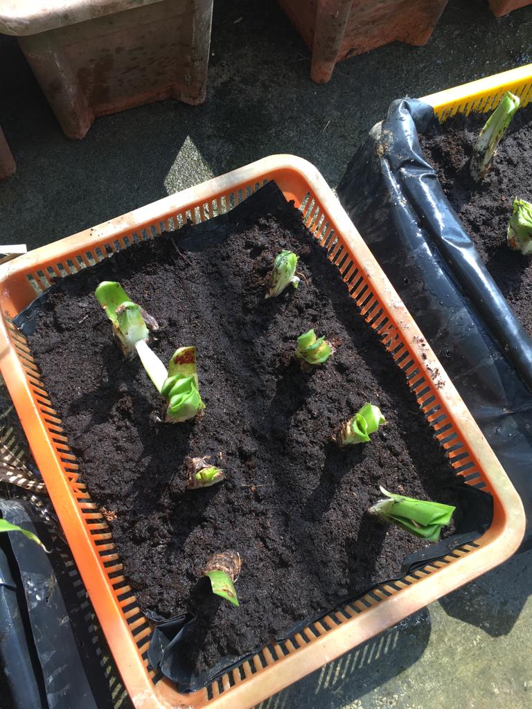 PEMBIAKAN VEGETATIF (BEBAWANG/BULBS) & CANTUMAN BAJI