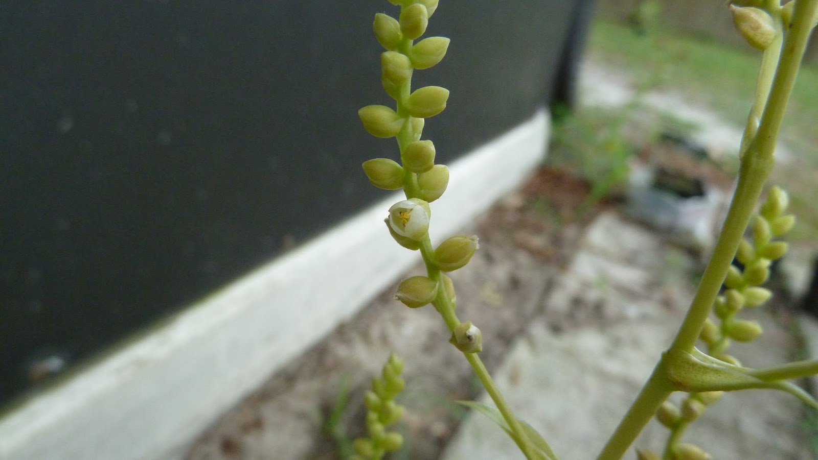 Hooray! Plants!: Edited: Catopsis morreniana (Originally Catopsis ...