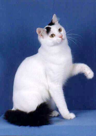 Ovaltes: Turkish Van High Quality Hair Markings and Best Van Pattern