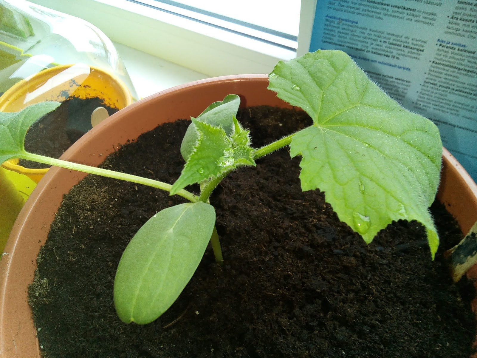 Õp Jaanika klass: Kurgid kasvavad