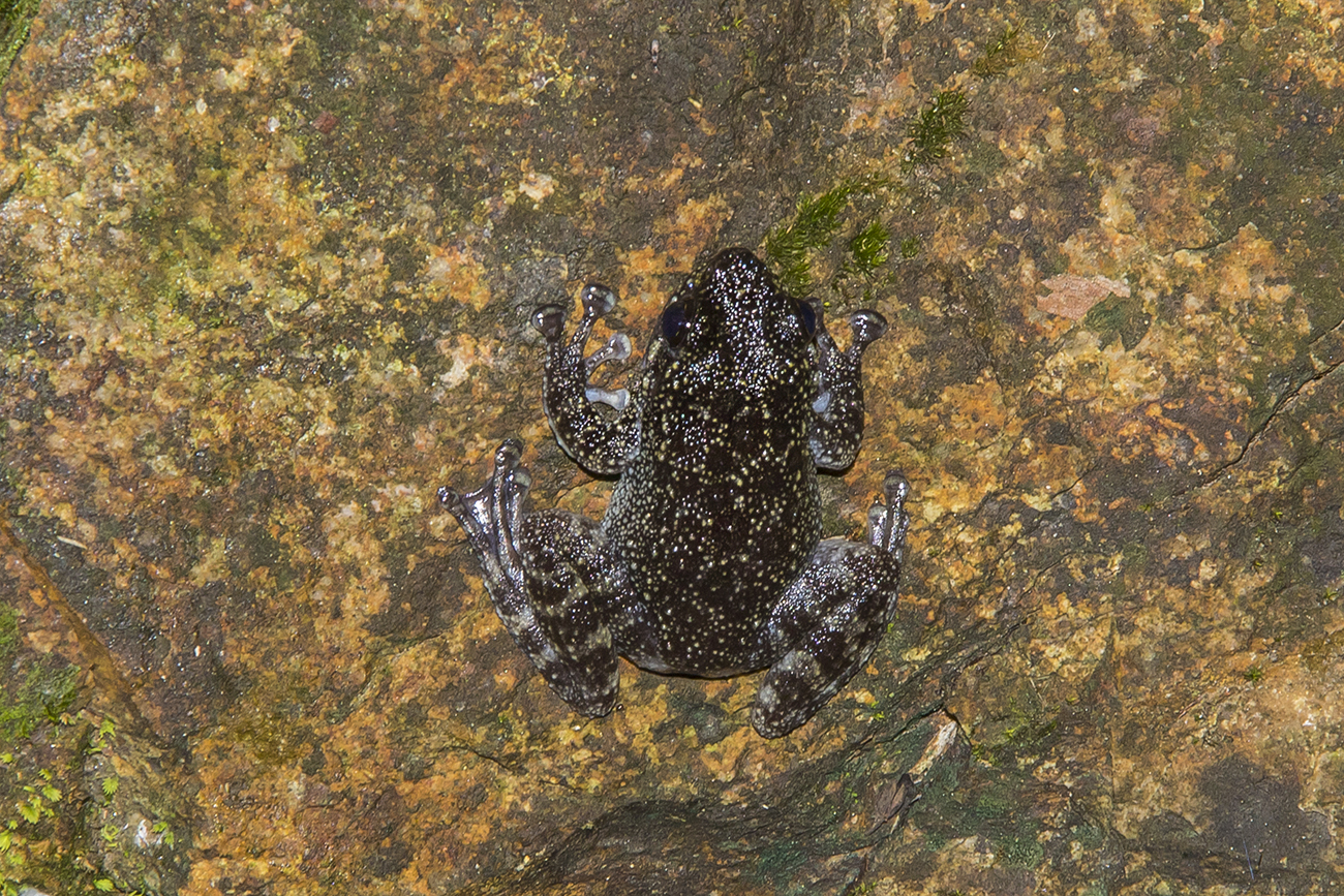As The Crow Flies - a Hong Kong Birding Blog: Birding & Herping in May