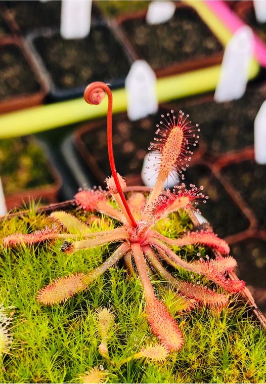 Droseras Brasileiras - Temperatura, Sol e Clima - Parte 2