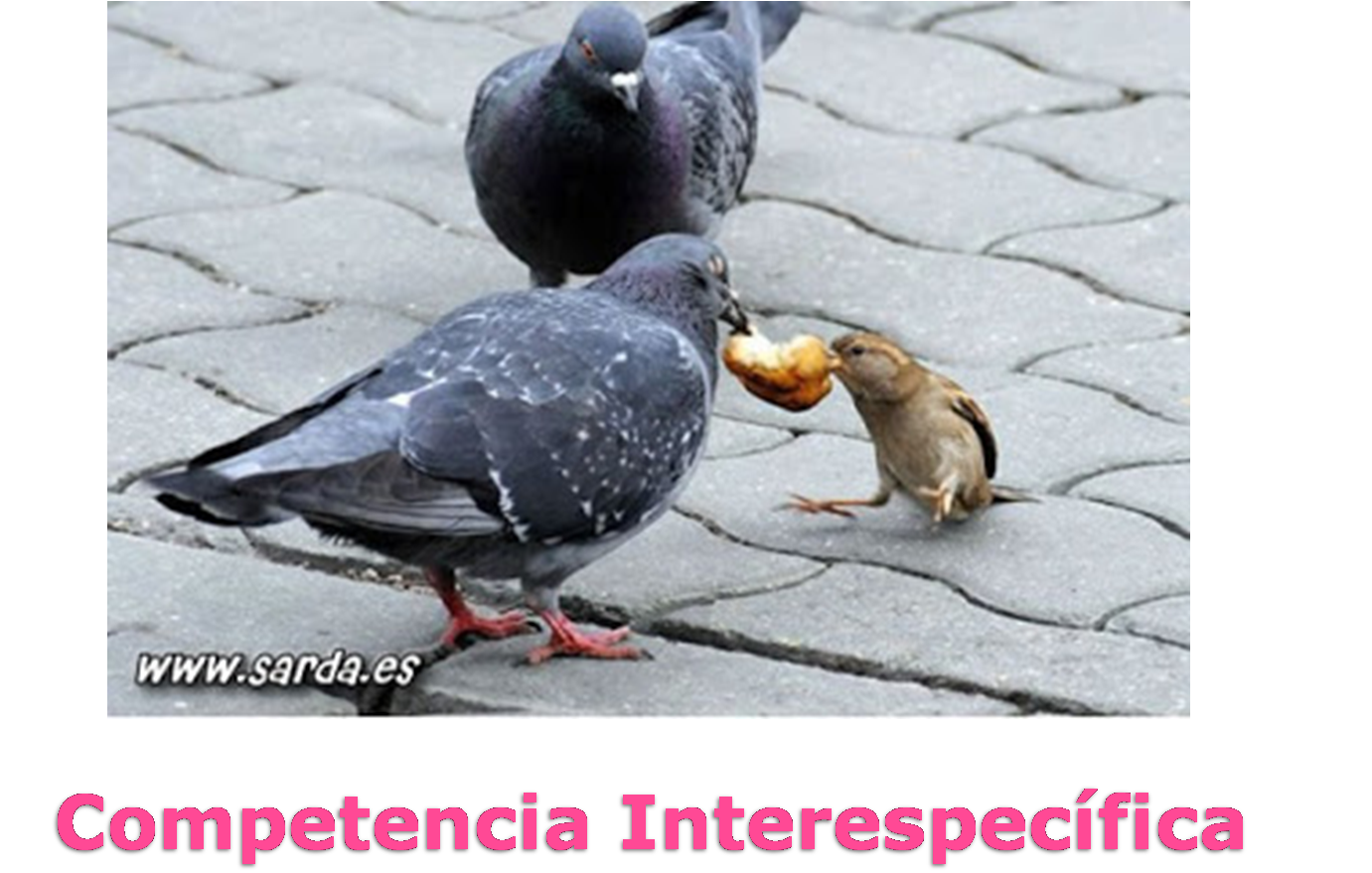 Relaciones Interespecíficas