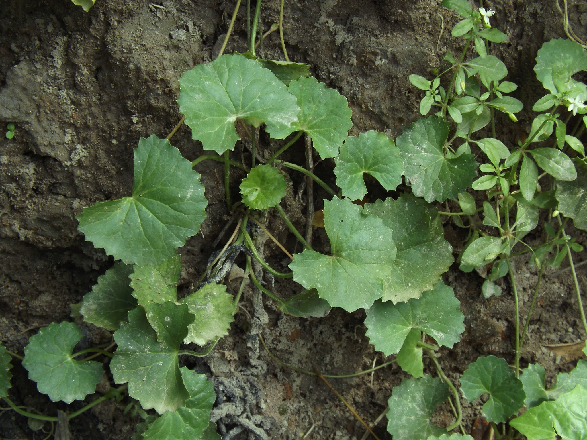 Thankuni or Asiatic pennywort, Centella asiatica