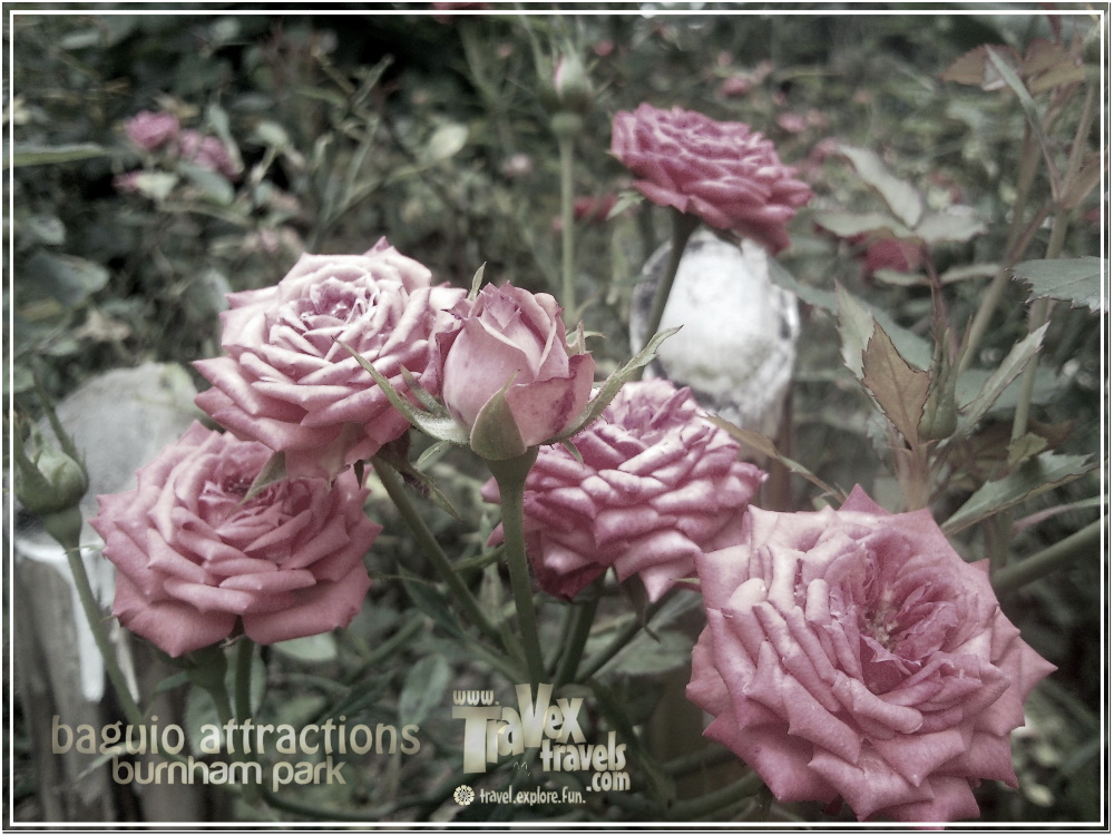 Baguio Burnham Park, Burnham Lake and Rose Garden - Travex Travels ...