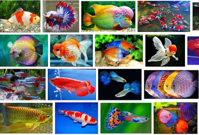 Sifat Fisikawi Ikan - Lalaukan