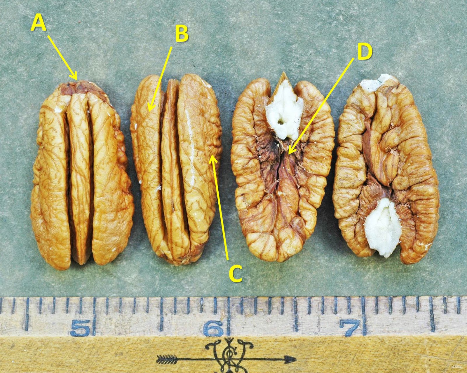 Northern Pecans: June 2015