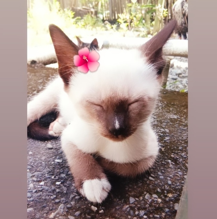 Kucing Siam, mengenal lebih dekat ras kucing dari Thailand