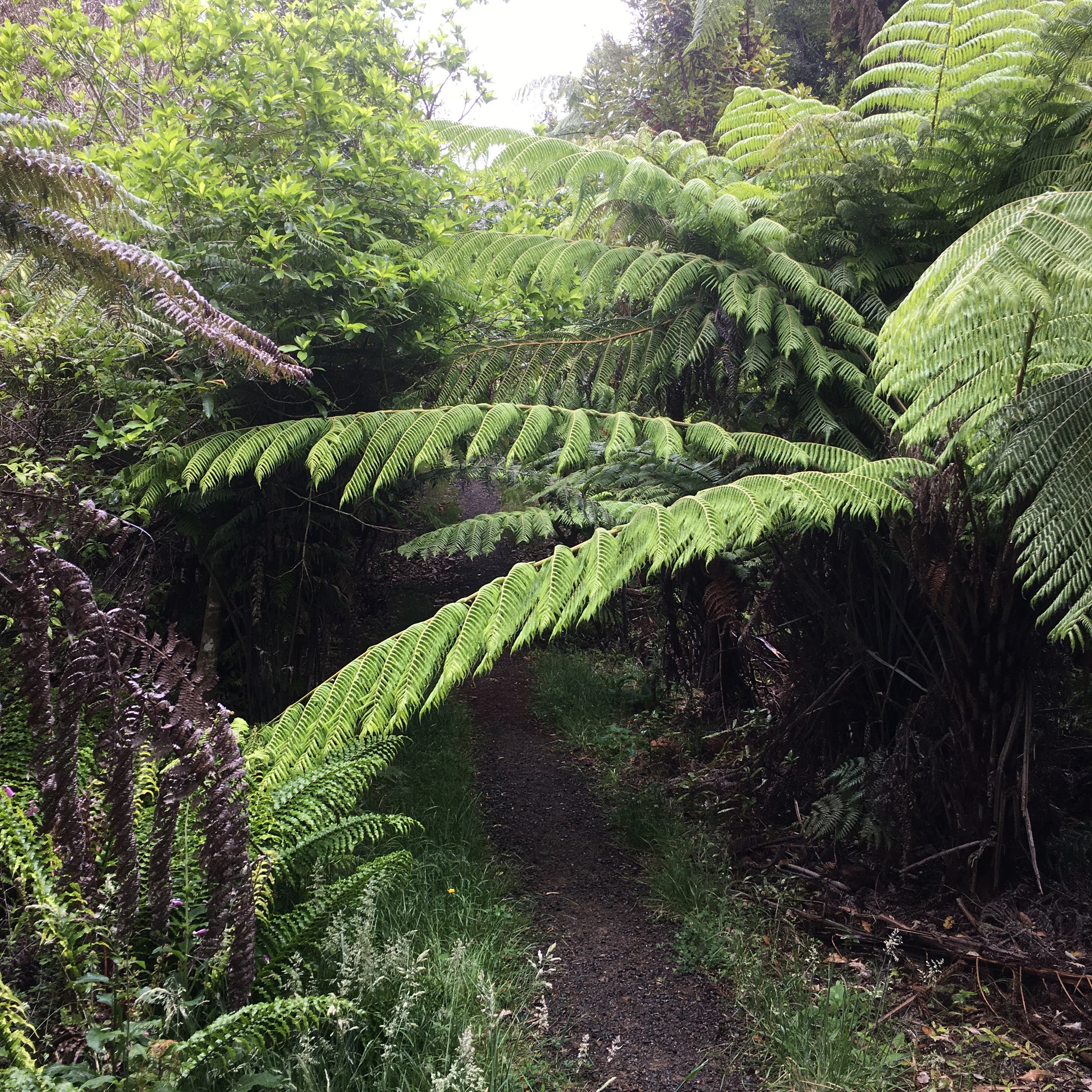 JulieLou : Wairoa Suspension Loop Track