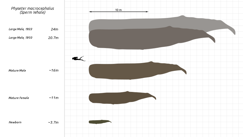 ispermeçet balinası - BilginCin