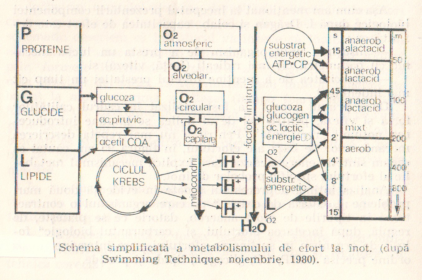 Despre Inot - cu Mircea Olaru, ph.ed: SCHEMA GRAFICA A TIPURILOR DE ...