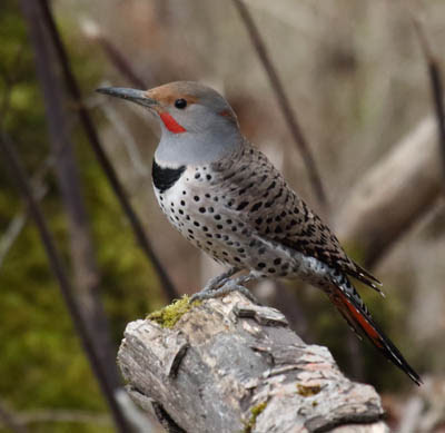 26 Backyard Birds To Know | Colorado