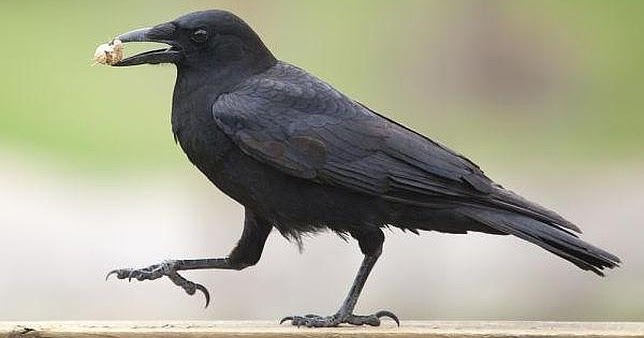 biologia al cubo: 85.- Los cuervos son animales inteligentes.