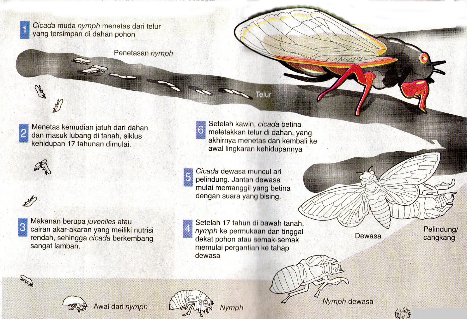 Siklus Hidup Tonggeret (Cicada) - Jendela Informasi