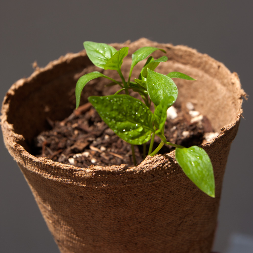 California Wonder 300 TMR Bell Peppers ~ Adventures in Gardening ...