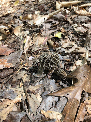 Ms. Nancy's Nook : The Molly Moocher Hunt!