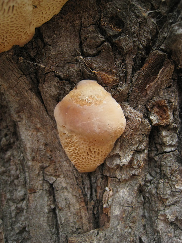 Distracted Naturalist: Conk