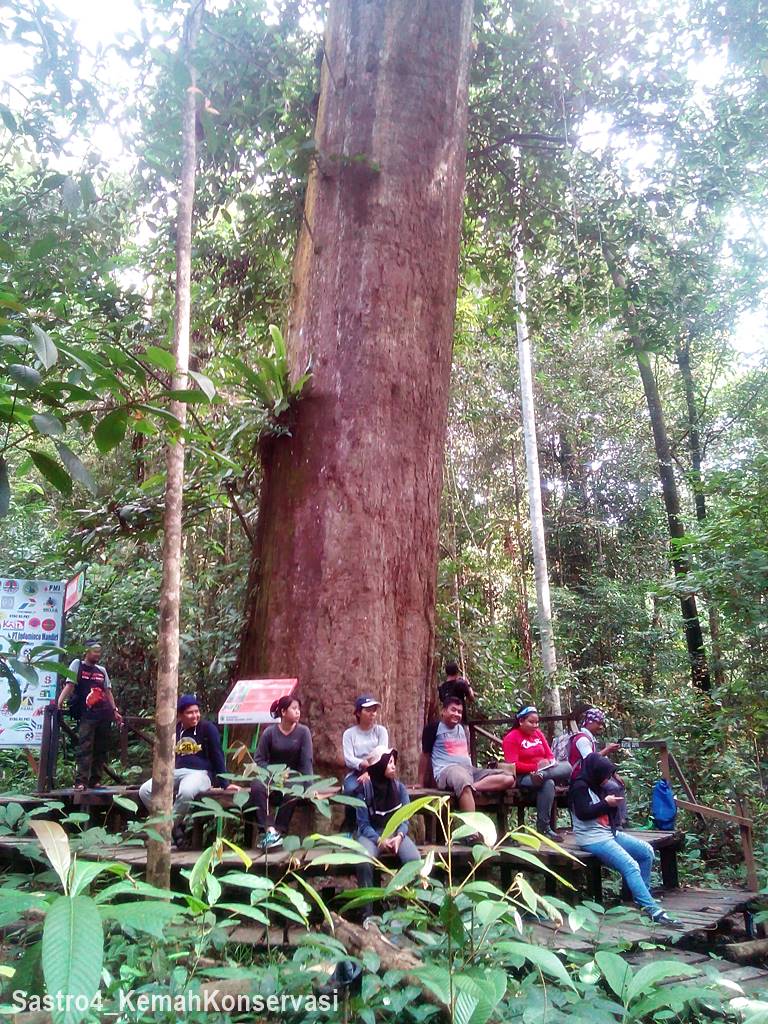 Edelweiss_Blogger: Pohon Ulin (Magnificent Seven Of East Borneo)