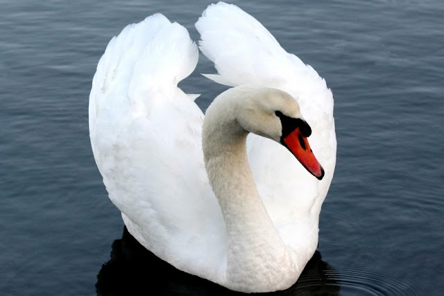 Pasari in lume: Lebada muta Lebedele fac parte din categoria păsărilor ...