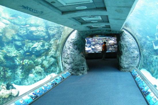 Top 10 Biggest Aquarium in the USA