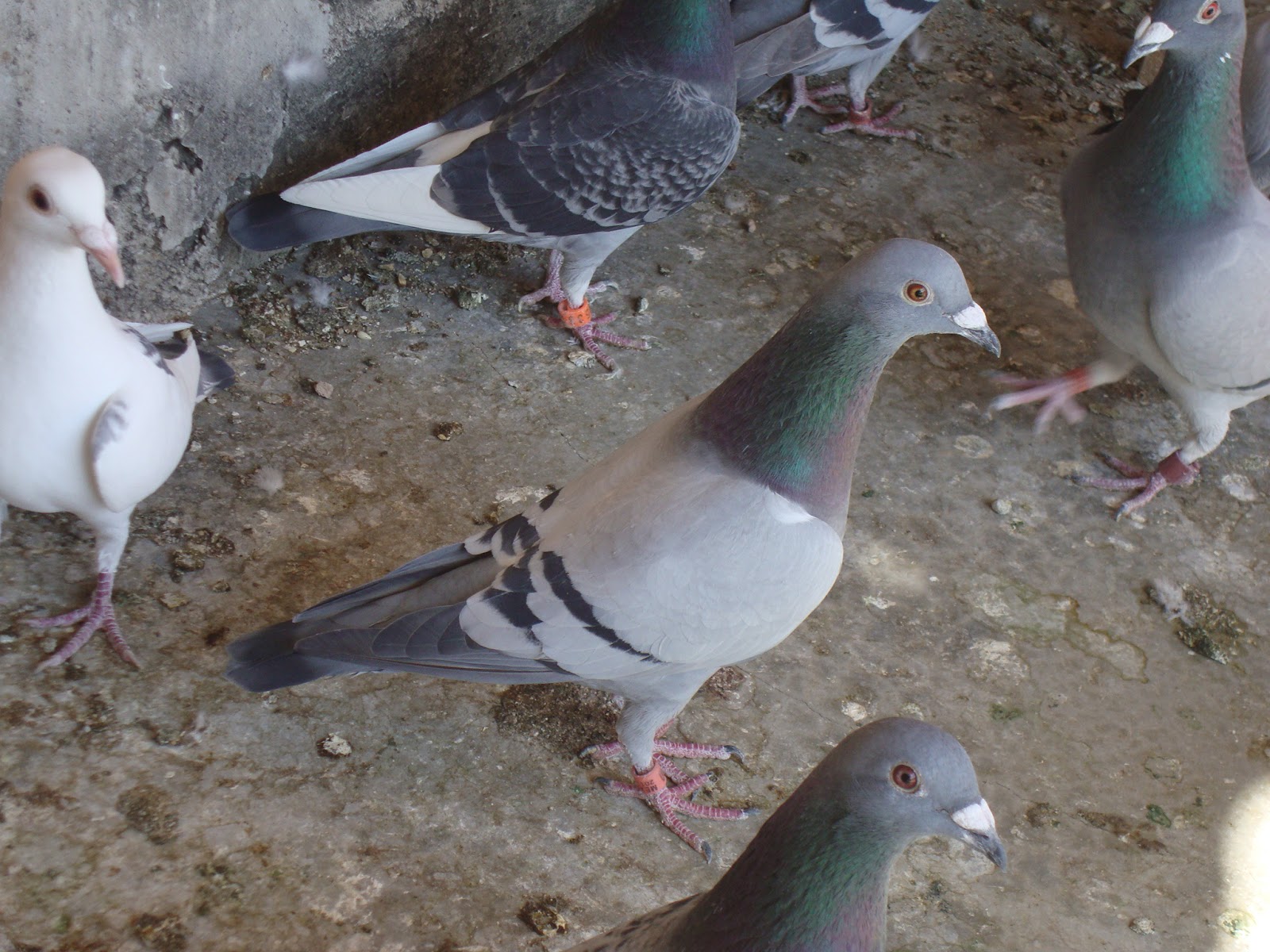 Club Alas La Laja: Palomas Diplomadas