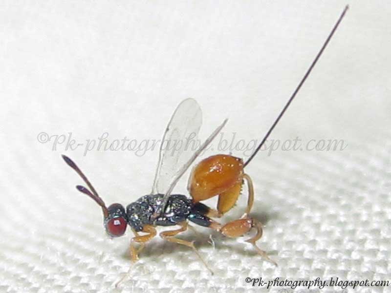 Mantis Parasitic Wasp | Nature, Cultural, and Travel Photography Blog