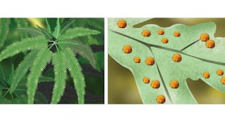 BAHAGIA BELAJAR ONLINE : PERKEMBANGBIAKAN PADA TUMBUHAN