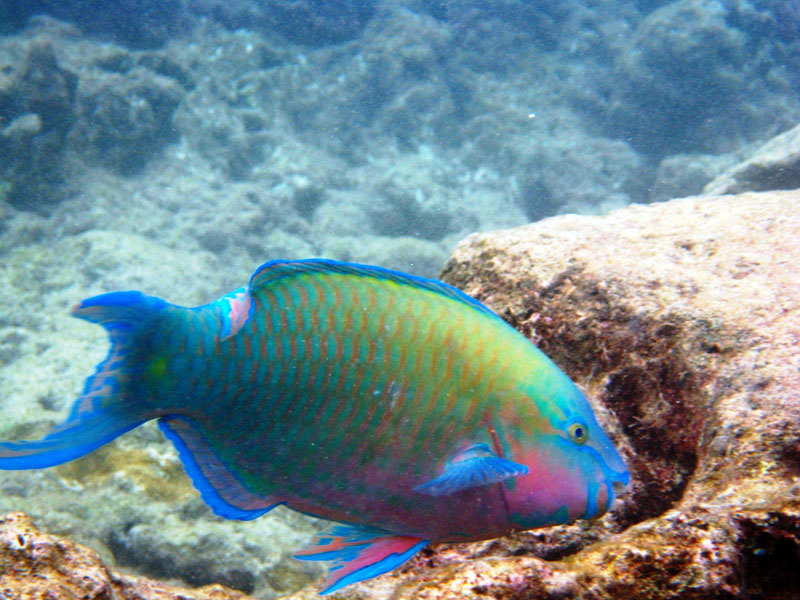 Over the Hill and Into the Woods: CHUBS IN PARADISE