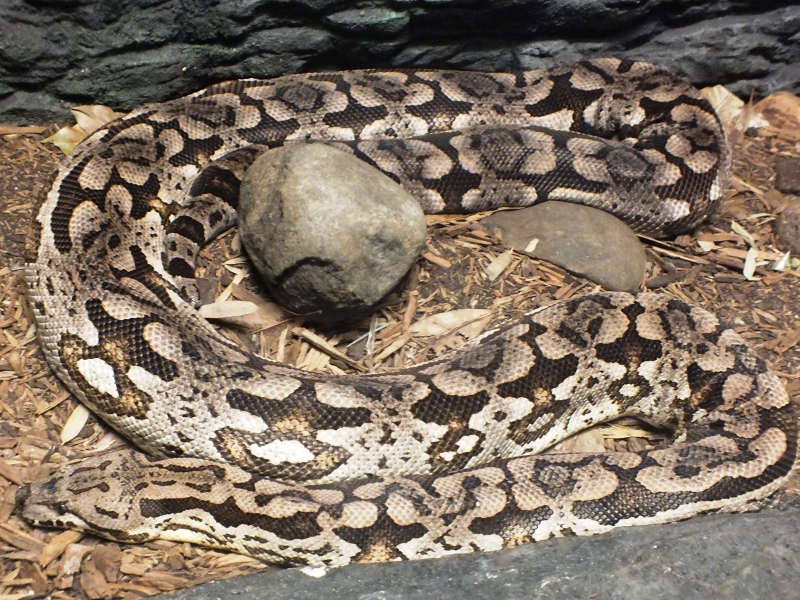The Zoo Review: Species Fact Profile: Dumeril's Boa (Acrantophis dumerili)