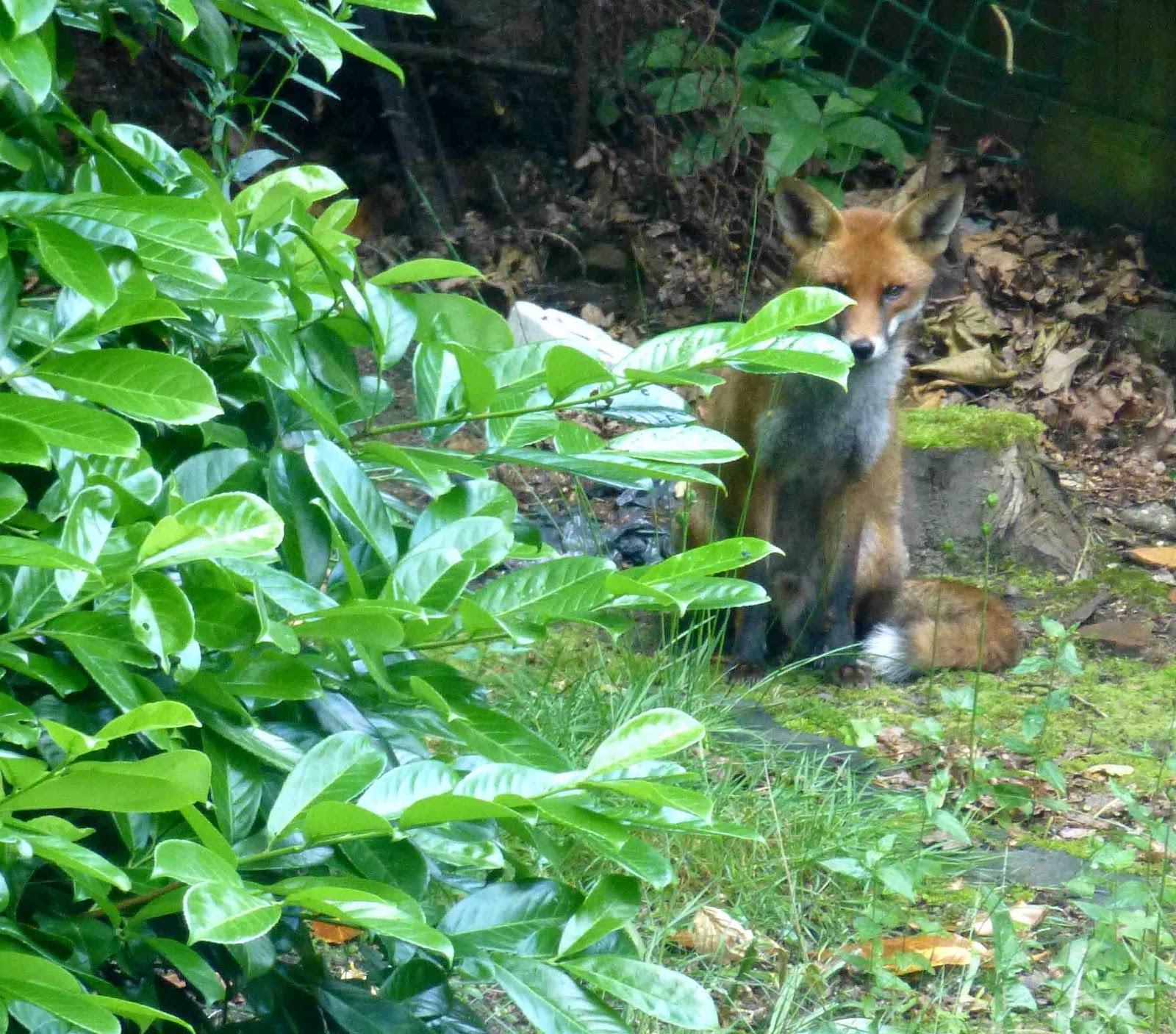 Image Artistry: The Fox and The Cat