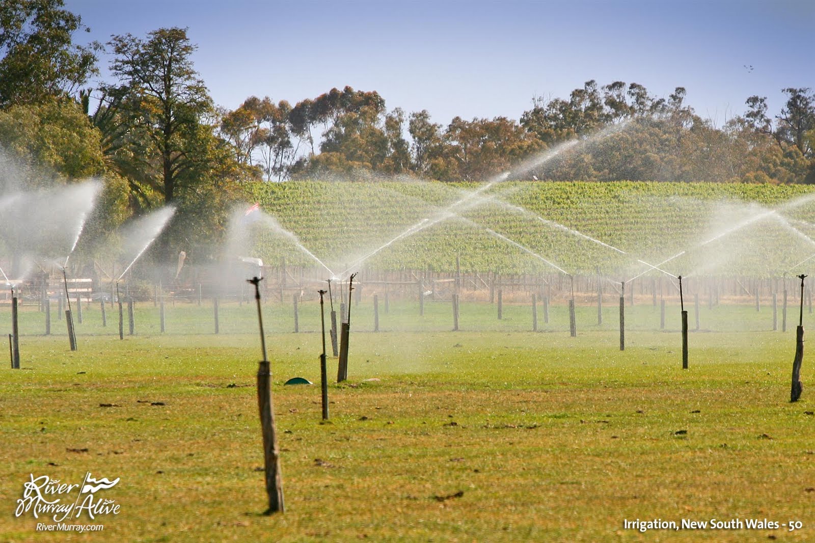 d r i n k s t e r: VINTAGE 2012 STARTS DAMPISH