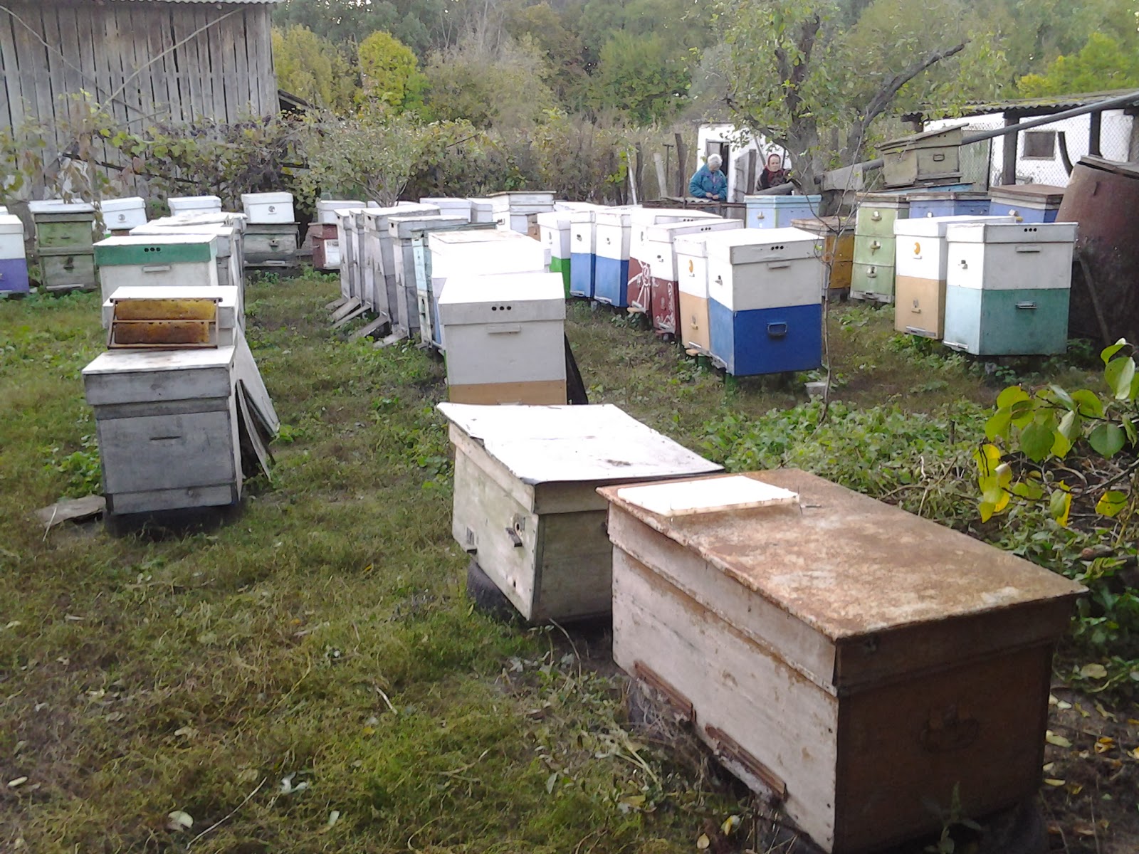 A Beekeeper's Blog: Visit to a village apiary- banking honey bee ...