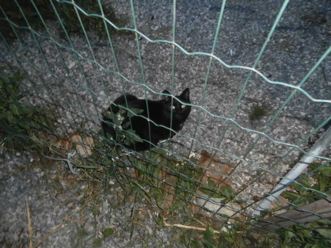 Mark Bellis: Highlands Cinemas, Kinmount Ontario