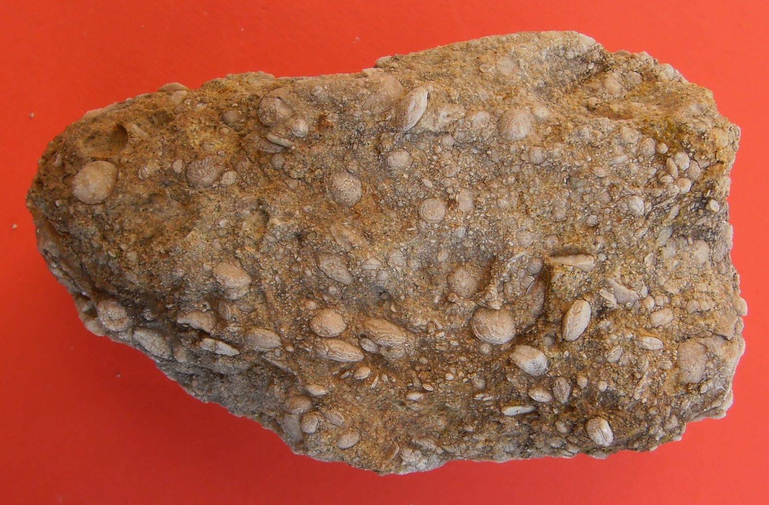 Fossil corals: Fossil corals: Foraminifera Nummulites