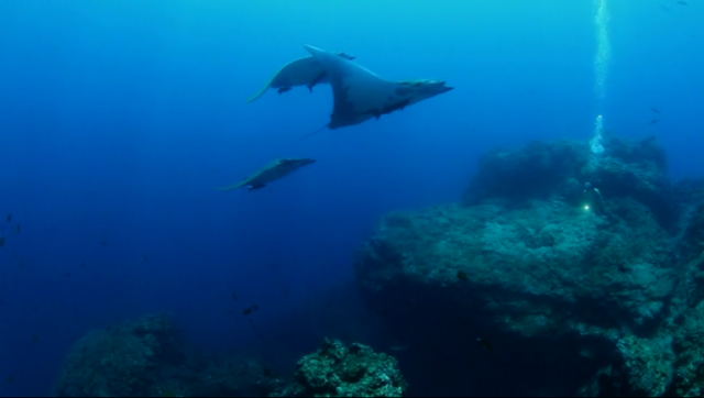 Come Diving in the Azores | Venha Mergulhar aos Açores - I Love Azores