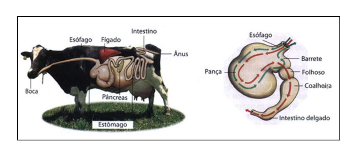 Evolução dos sistemas digestórios