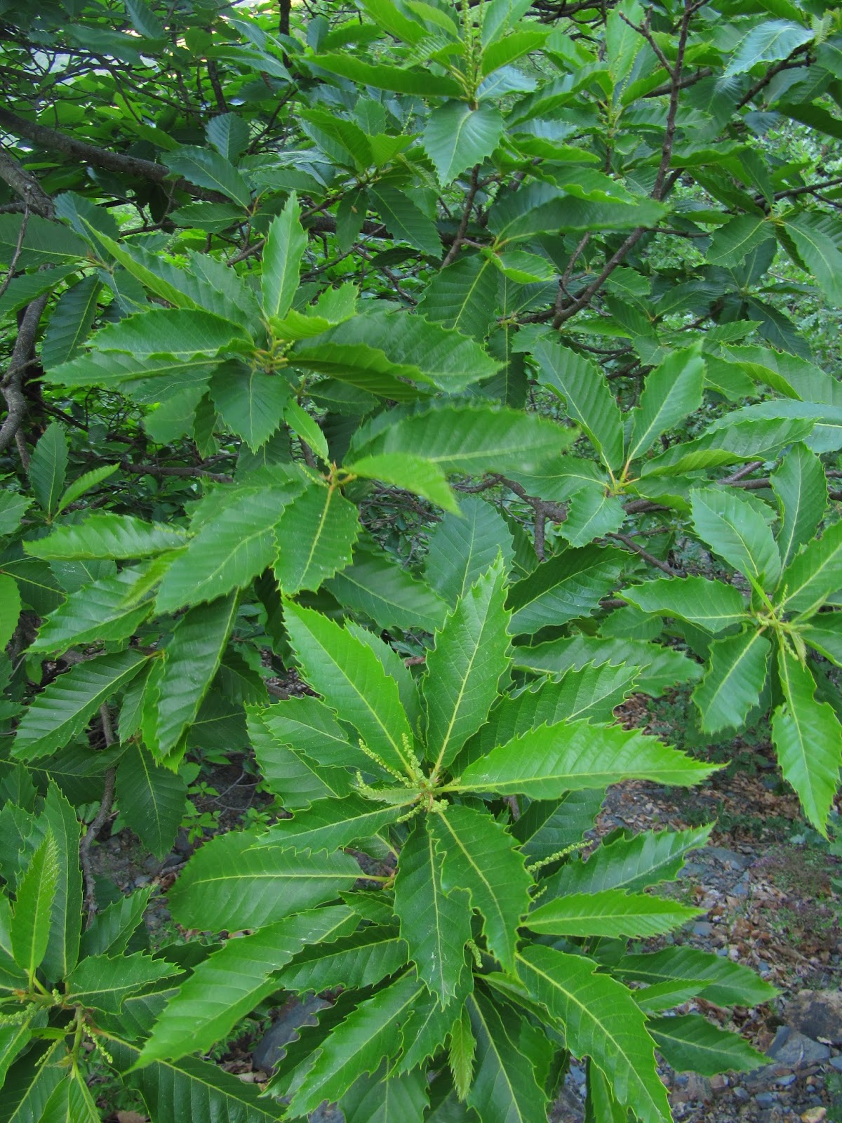 BUSCO ARBRES SINGULARS: Un castanyer únic camí de Toloriu