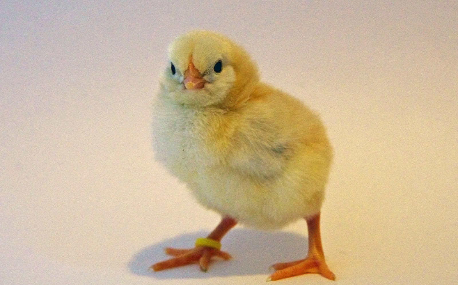 Care for Your New Chicks | Community Chickens