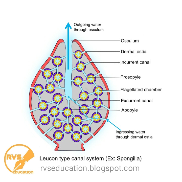 Canal System Of Porifera