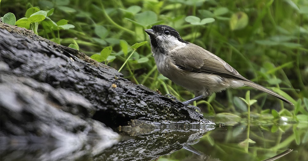 Foto's: Mat of Glanskop