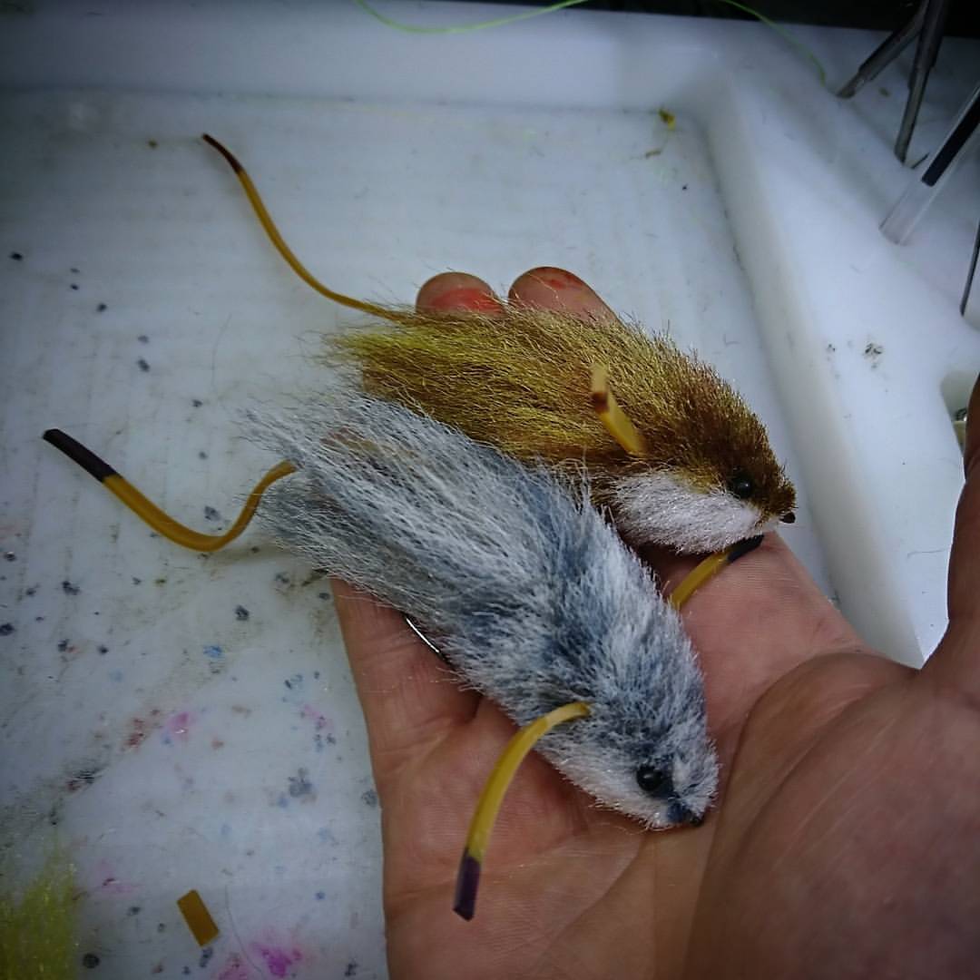 Flies with attitude: Update.