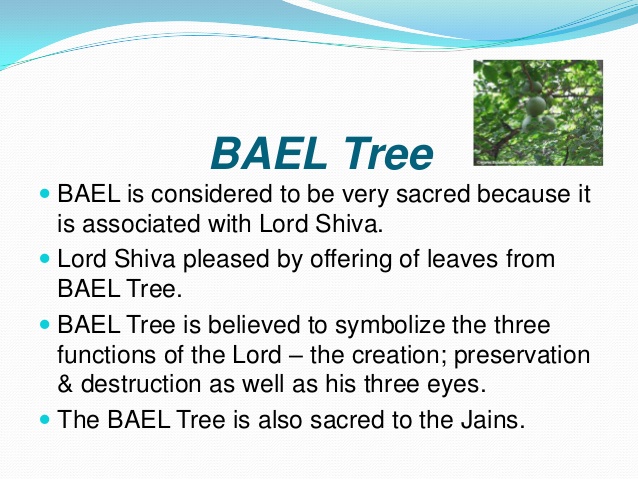 Bilva (bael) and its health benefits