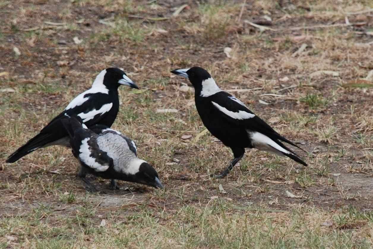 My dog : Australian magpie plays with a canine friend