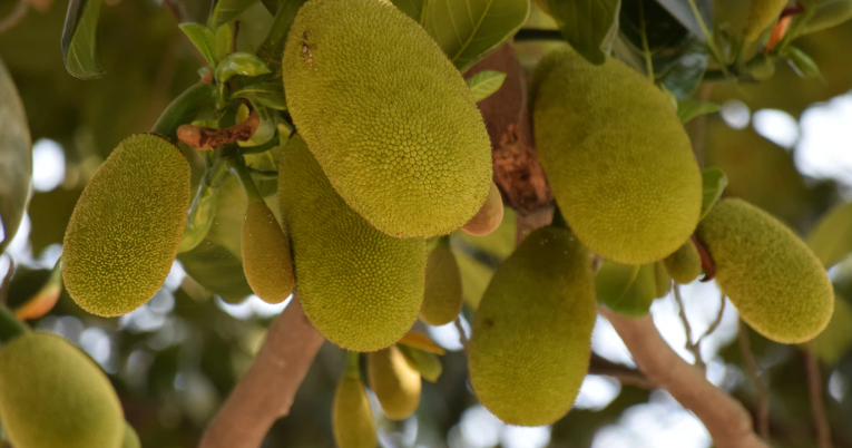 A life of a biologist: Naturalized fruit-bearing trees of the ...